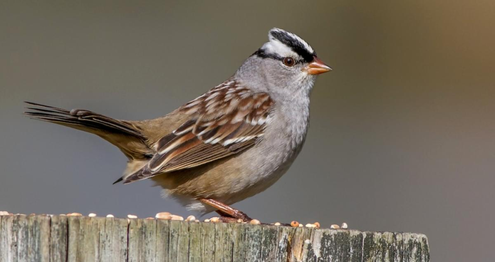 Bird Conservation | Denver Audubon | Denver, CO